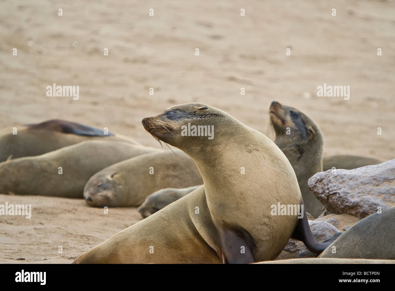 Cape Fur Seals at the Cape Cross Seal Colony. Namibia Stock Photo - Alamy