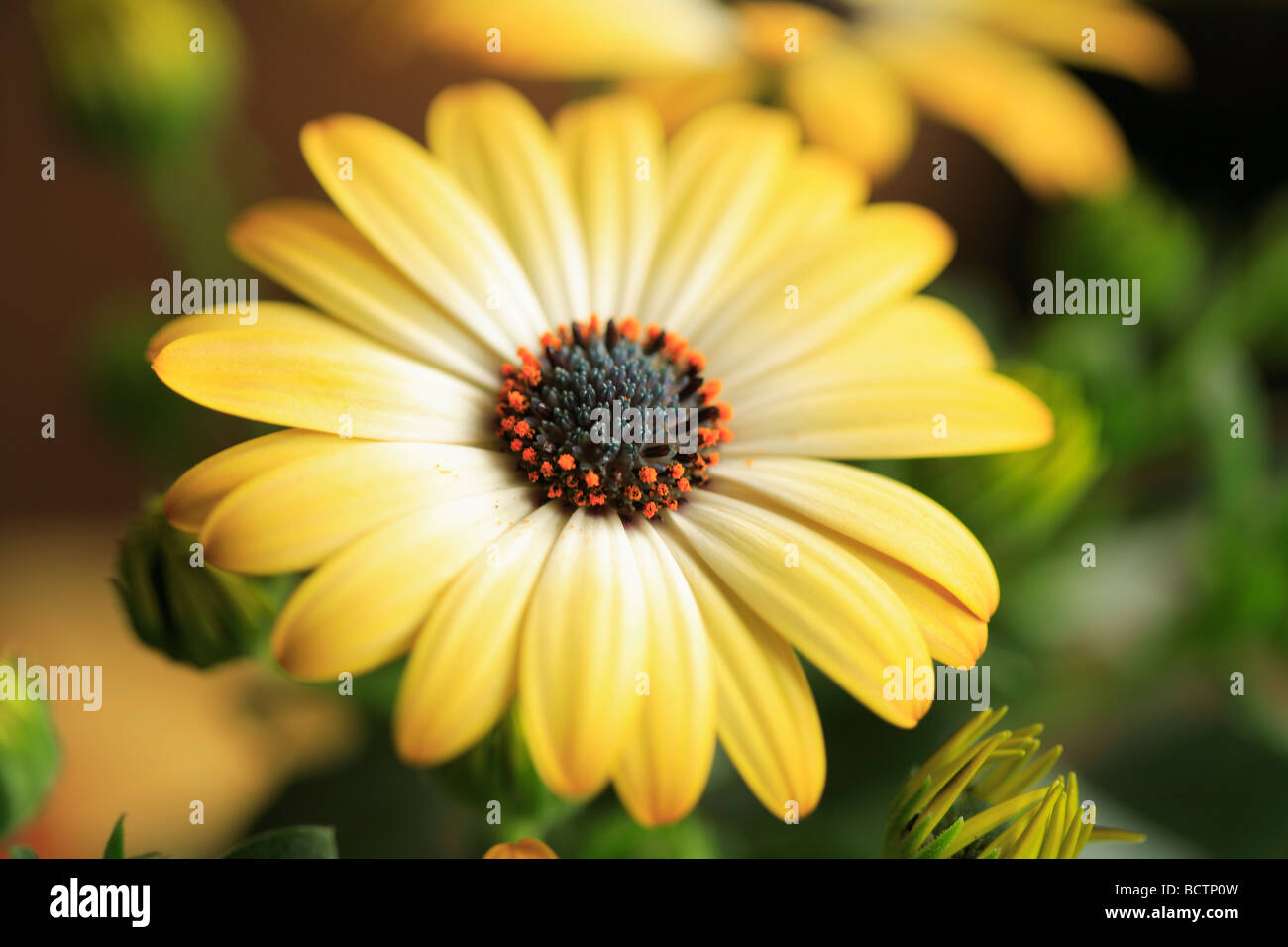 Yellow cape daisy Stock Photo - Alamy