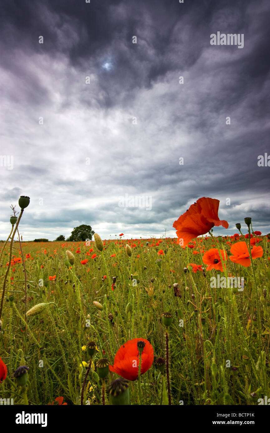 Summer poppy fields hi-res stock photography and images - Alamy