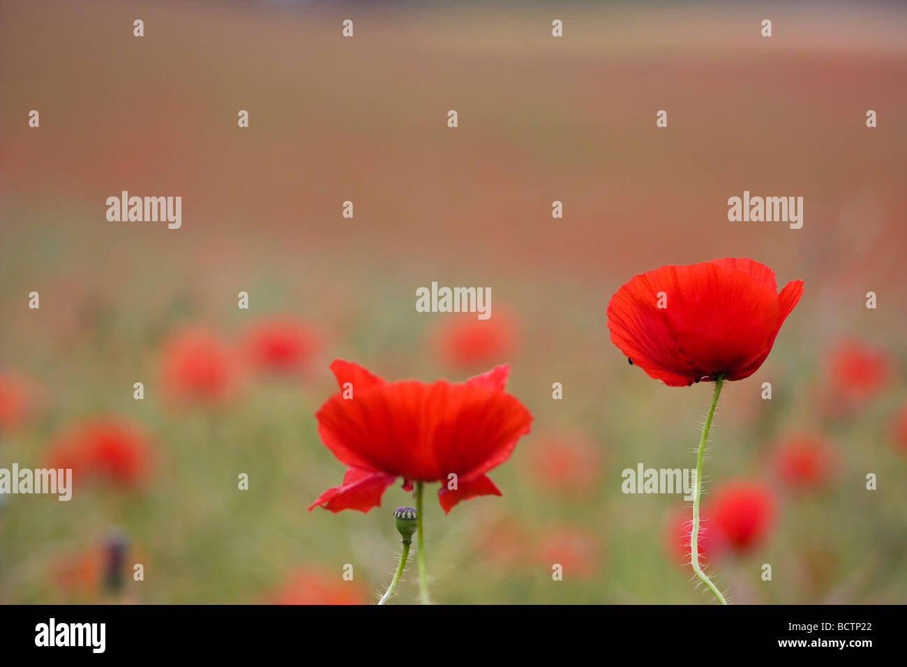 Summer poppy fields hi-res stock photography and images - Alamy