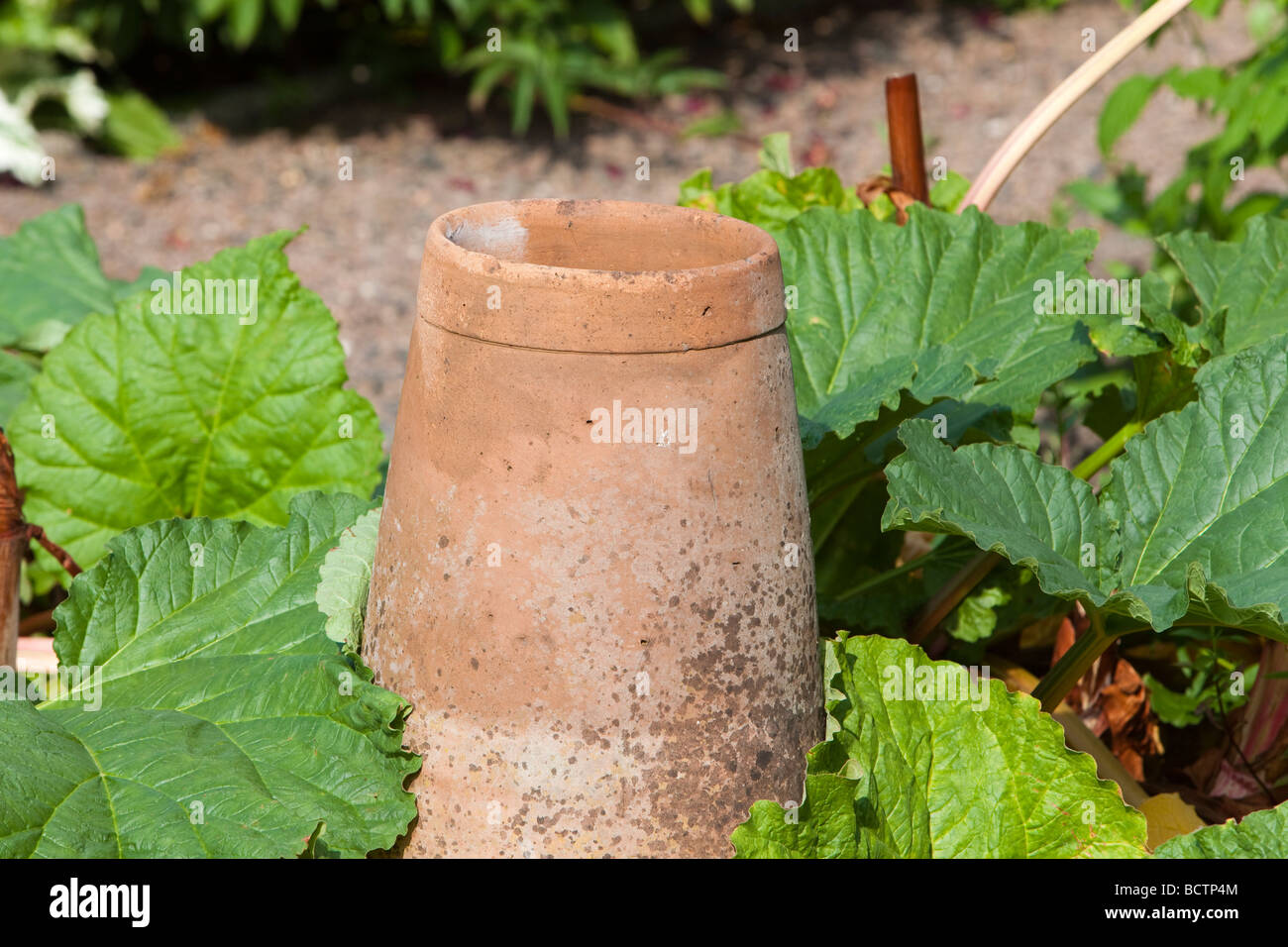 Terracotta rhubarb forcer Stock Photo - Alamy