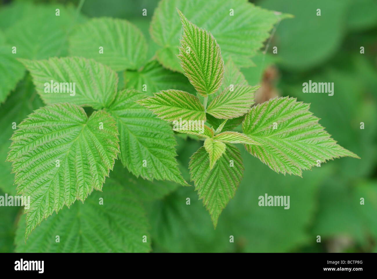 Raspberry plant hi-res stock photography and images - Alamy