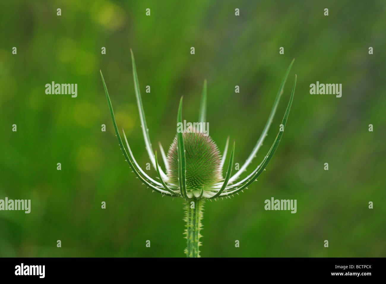 Dipsacus fullonum close up hi-res stock photography and images - Alamy