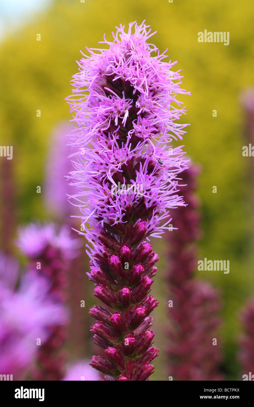 Blazing star flower close up Liatris spiccata Stock Photo - Alamy