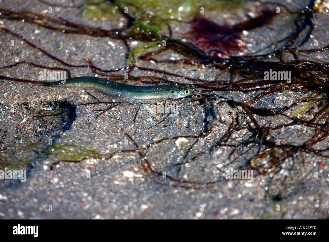 Sandeel hi-res stock photography and images - Alamy