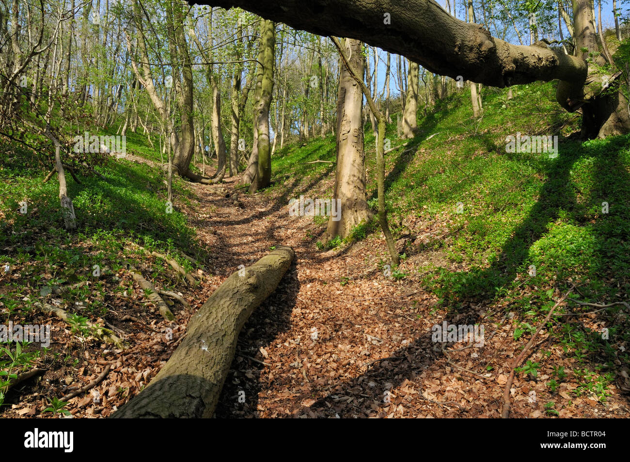 Steep track in Cotswold ancient woodland Stock Photo - Alamy