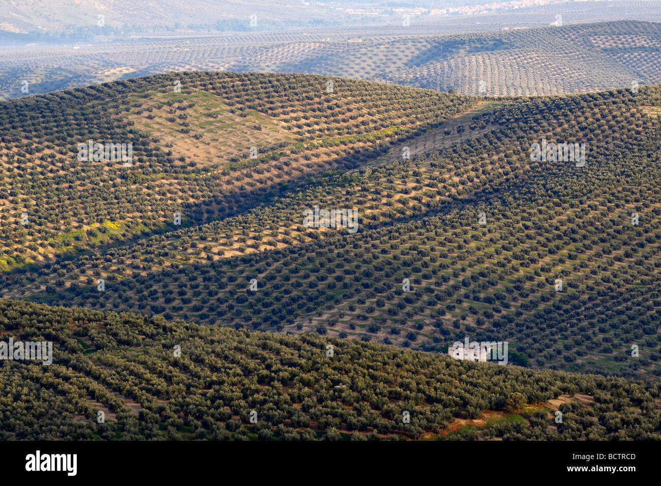 Olive groves jaén hi-res stock photography and images - Alamy