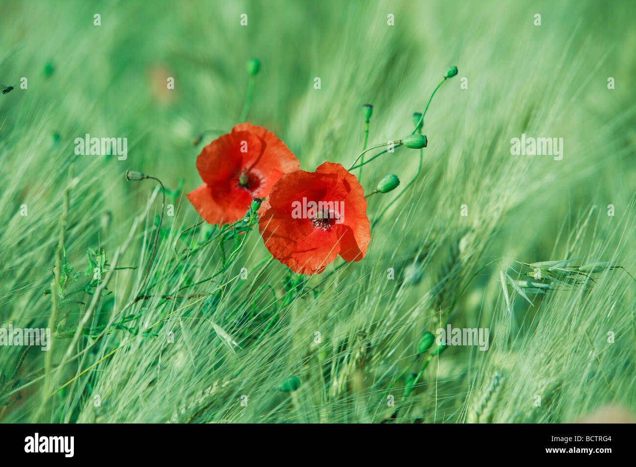 Poppies 2 hi-res stock photography and images - Alamy