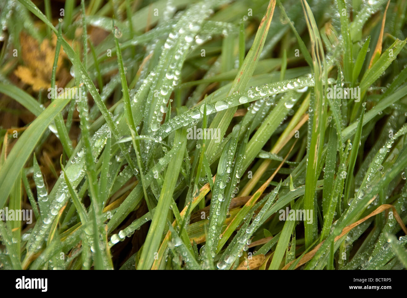 Water droplets on wild grass Stock Photo - Alamy