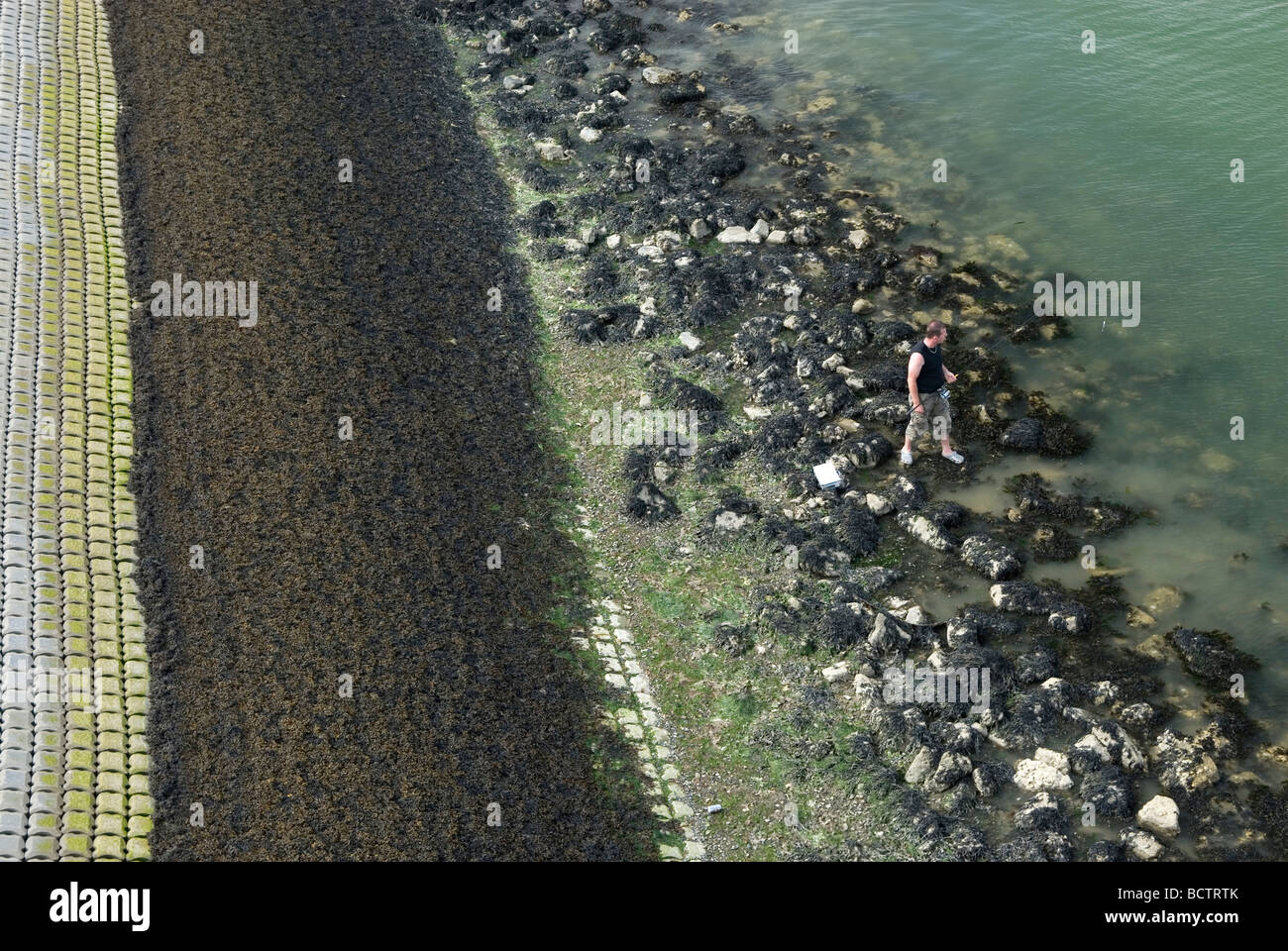 Dutch sea dike at low tide with a rim of exposed seaweed and an angler ...