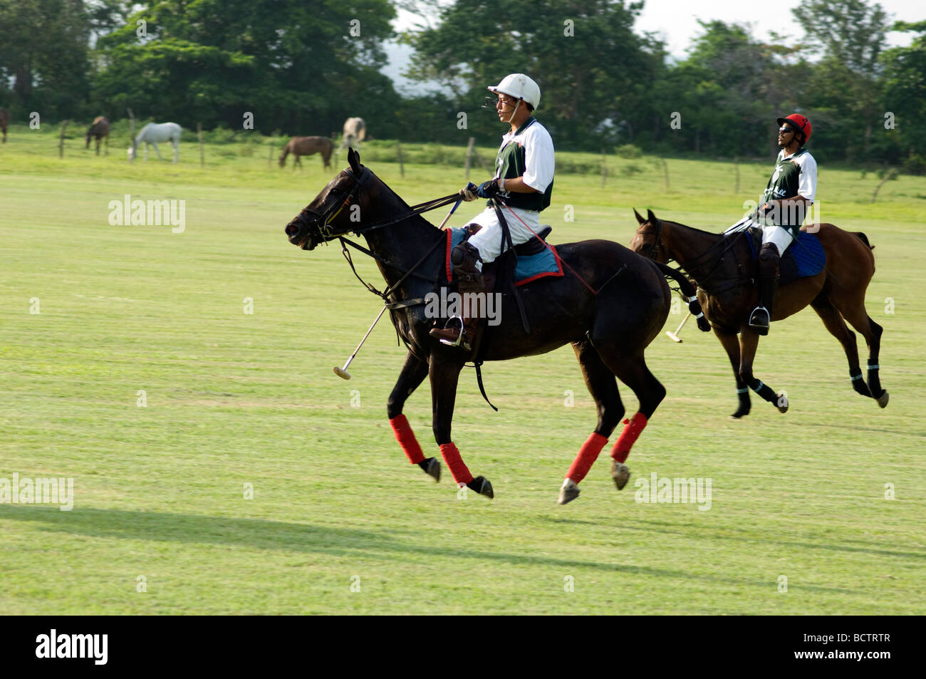 Players polo ponies hi-res stock photography and images - Alamy