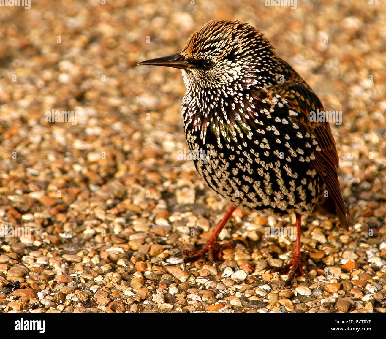 Bird life london hi-res stock photography and images - Alamy
