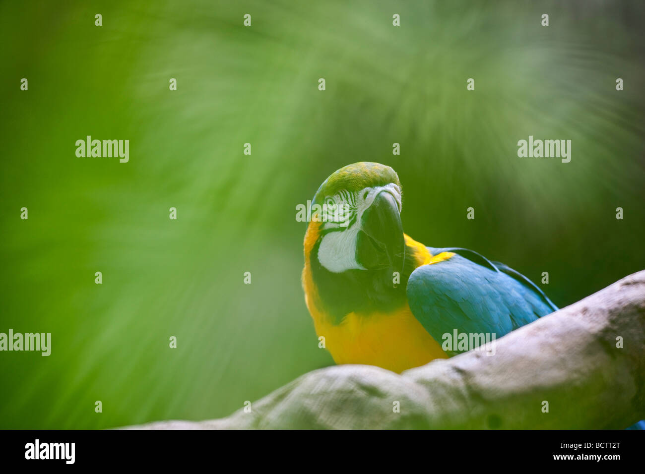 Macaw through vegetation Grand Hyatt Kauai Hawaii Stock Photo - Alamy