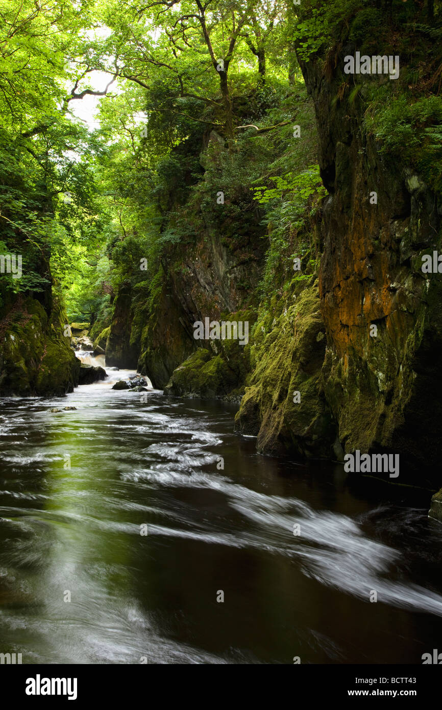Fairy Glen Gorge Conwy River in summer July sunshine near Betws-y-Coed ...