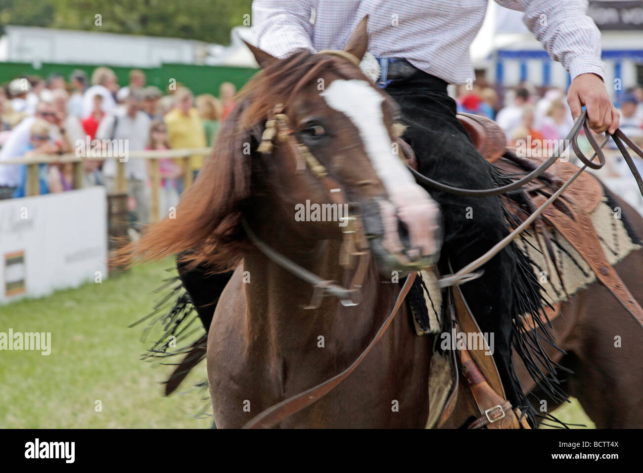A Quarter Horse turning sharply Stock Photo - Alamy