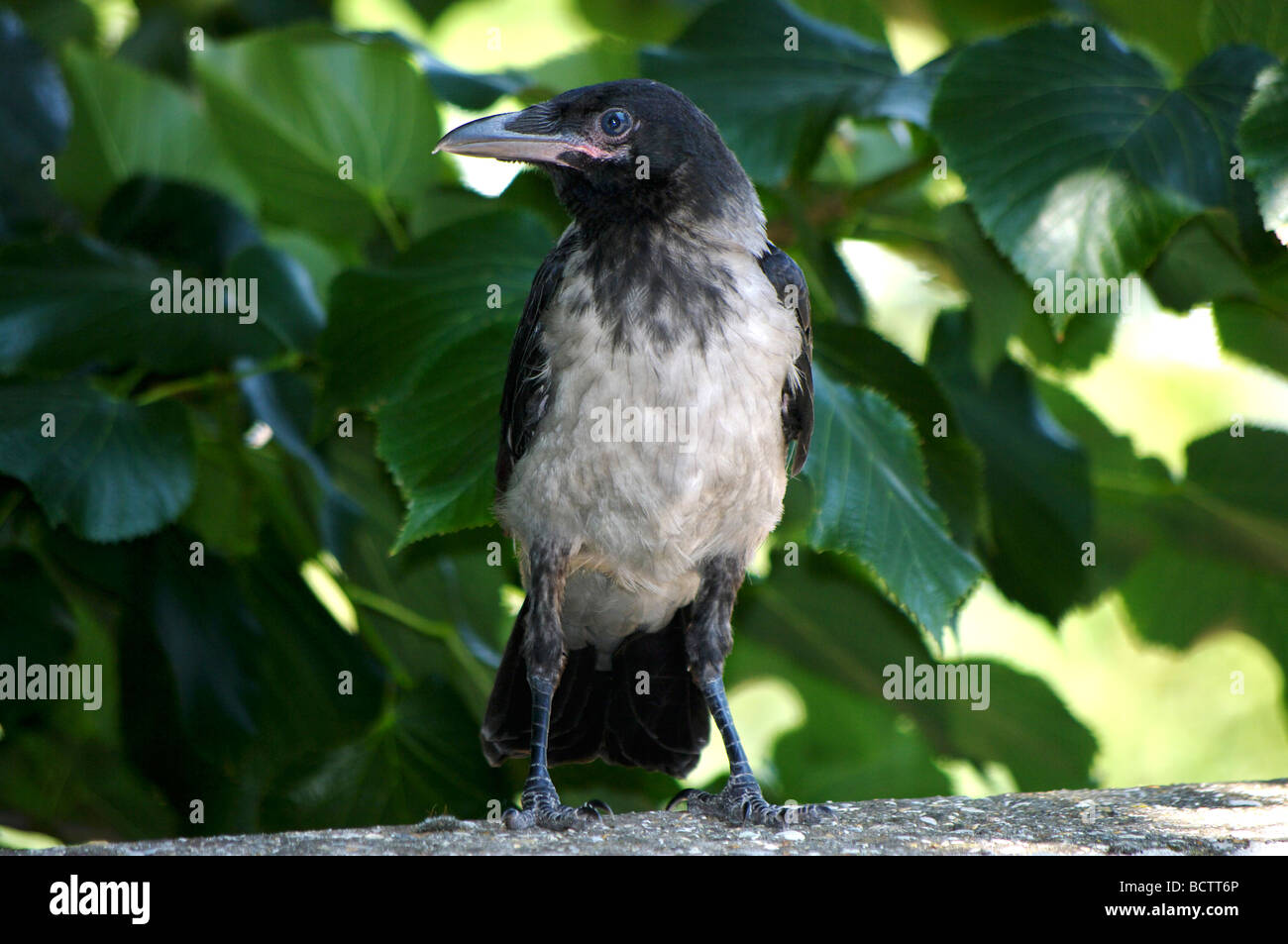 Newly fledged Hooded Crow (Corvus corone cornix Stock Photo - Alamy