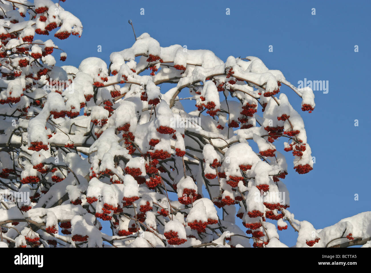 Drooping tree branches hi-res stock photography and images - Alamy