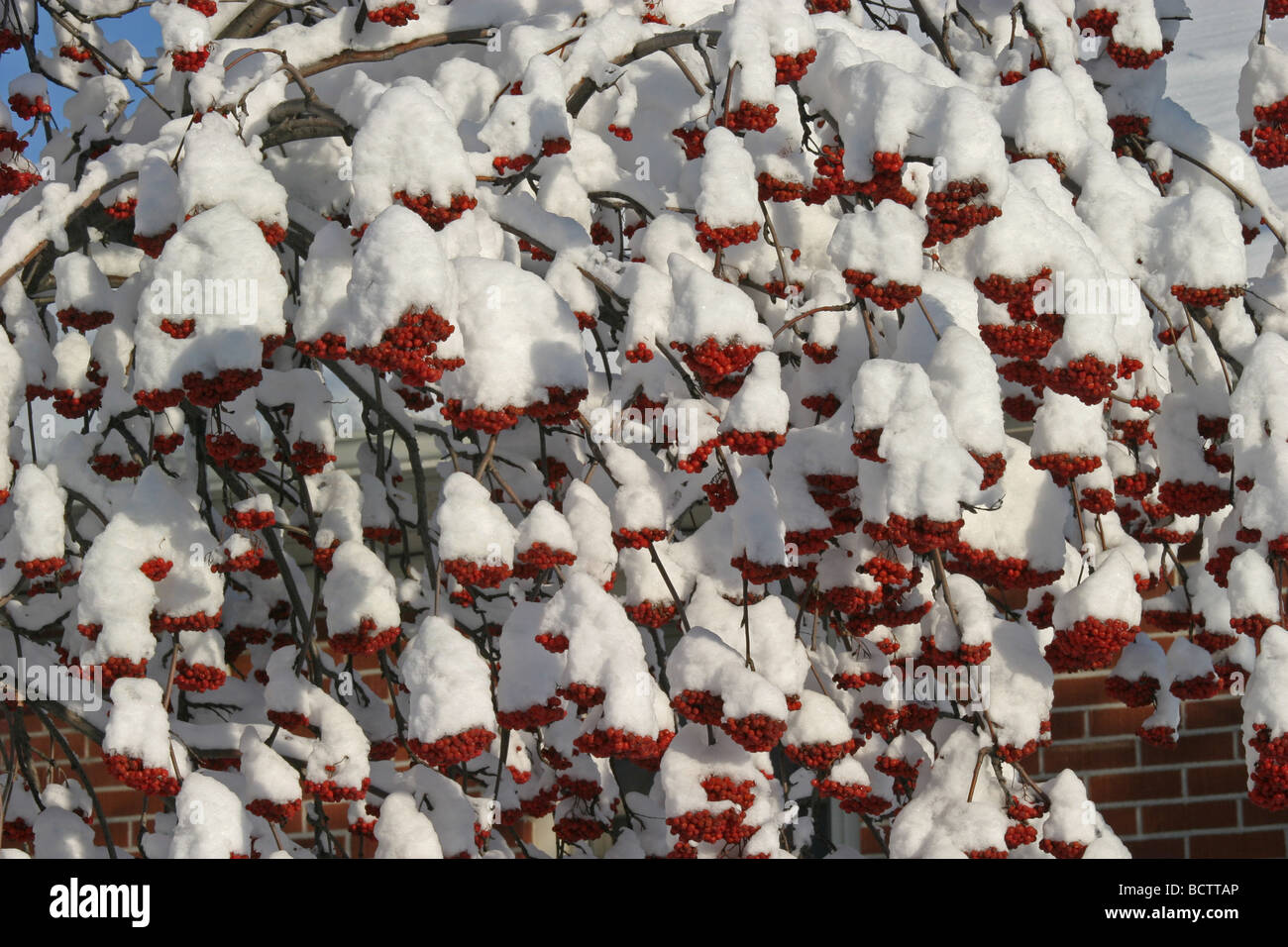 Tree drooping hi-res stock photography and images - Alamy