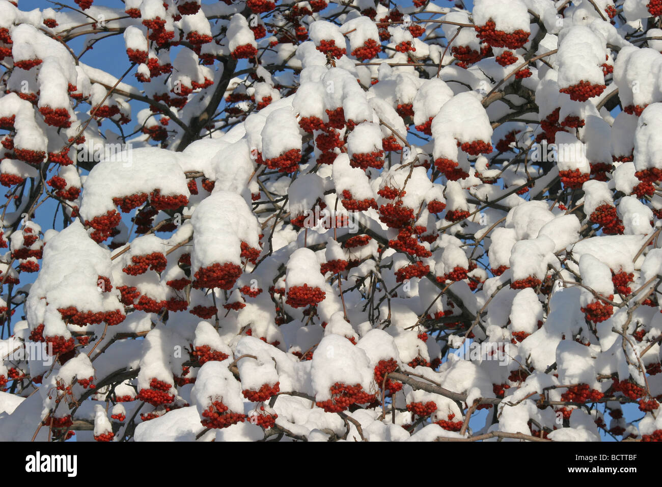 Drooping tree branches hi-res stock photography and images - Alamy