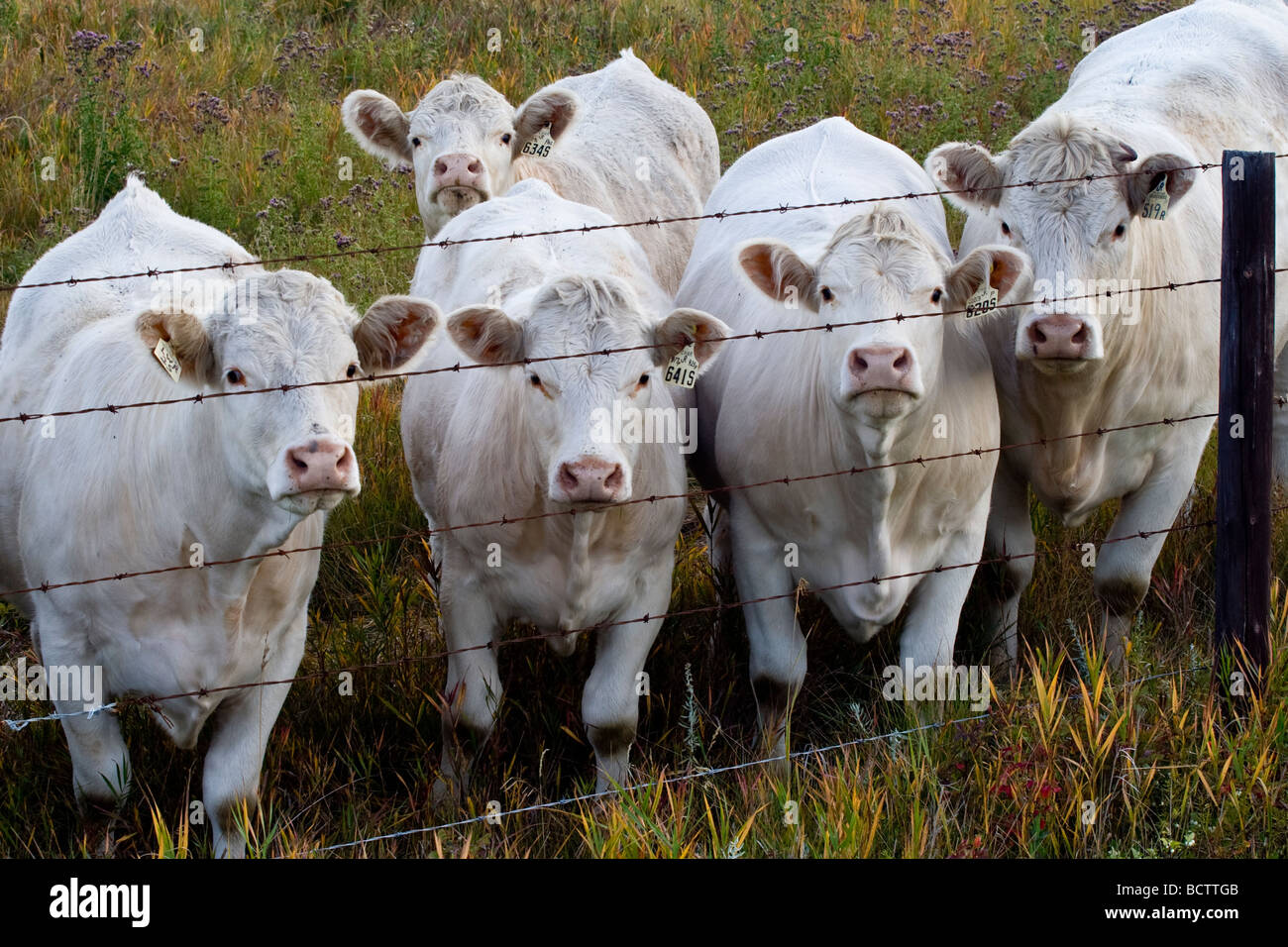 Five white cows lined up along a barbed wire fence looking expectantly ...