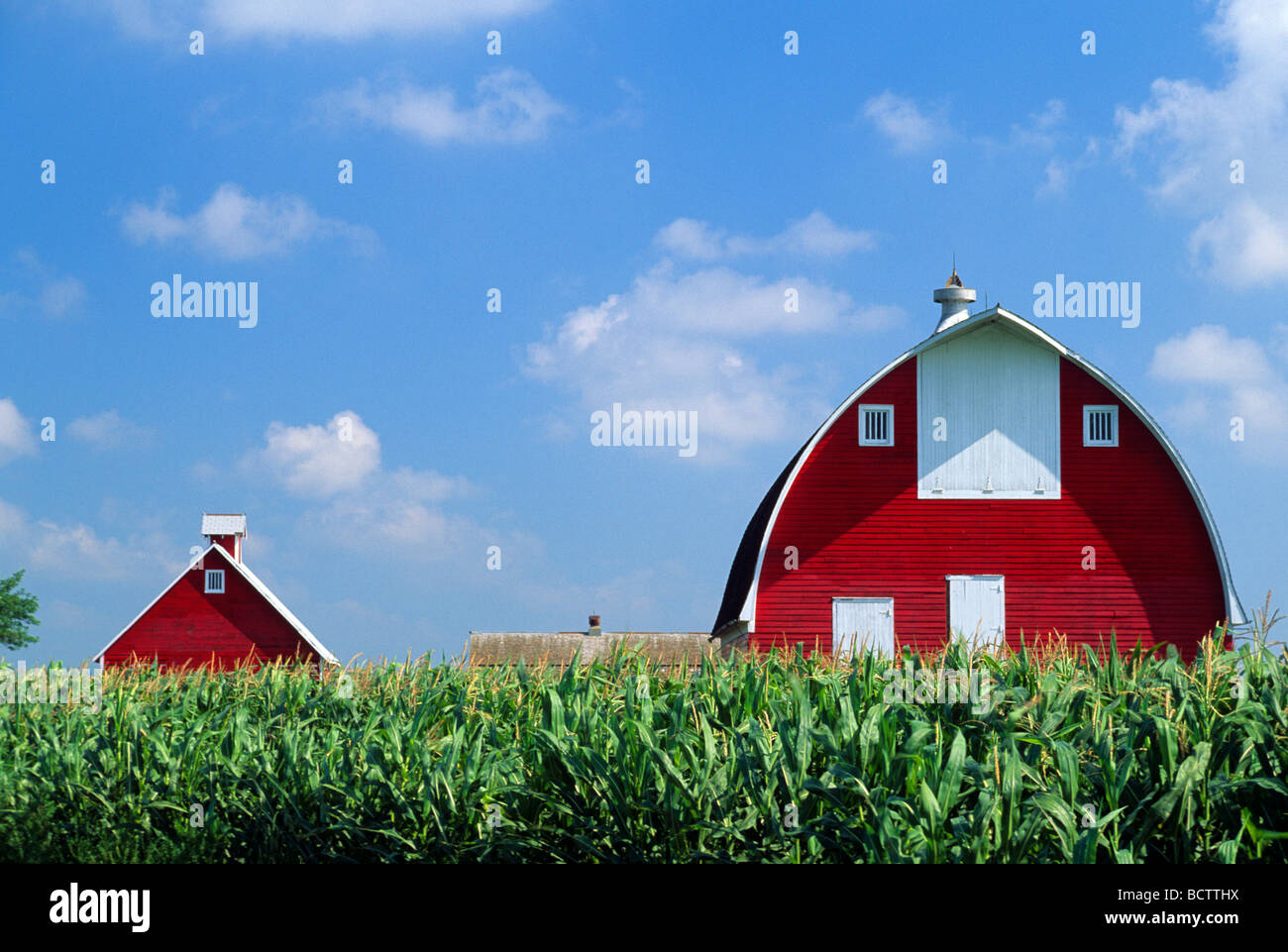 RED FARM BUILDINGS AND CORN CROP ON S.W. MINNESOTA FARM NEAR MAGNOLIA ...