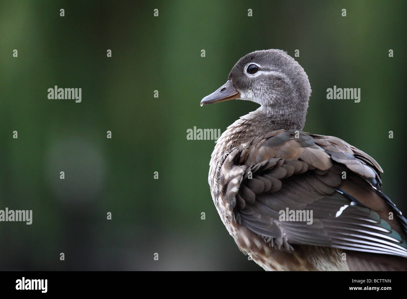 Duck with water on bill Stock Photo - Alamy