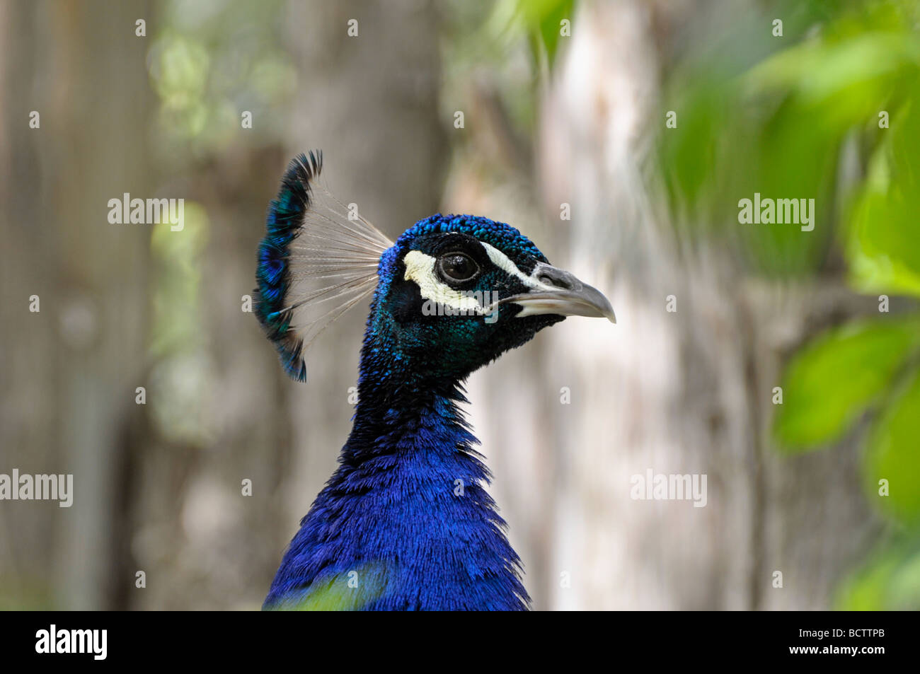 Indian Peafowl (pavo cristatus), Peacock Stock Photo - Alamy