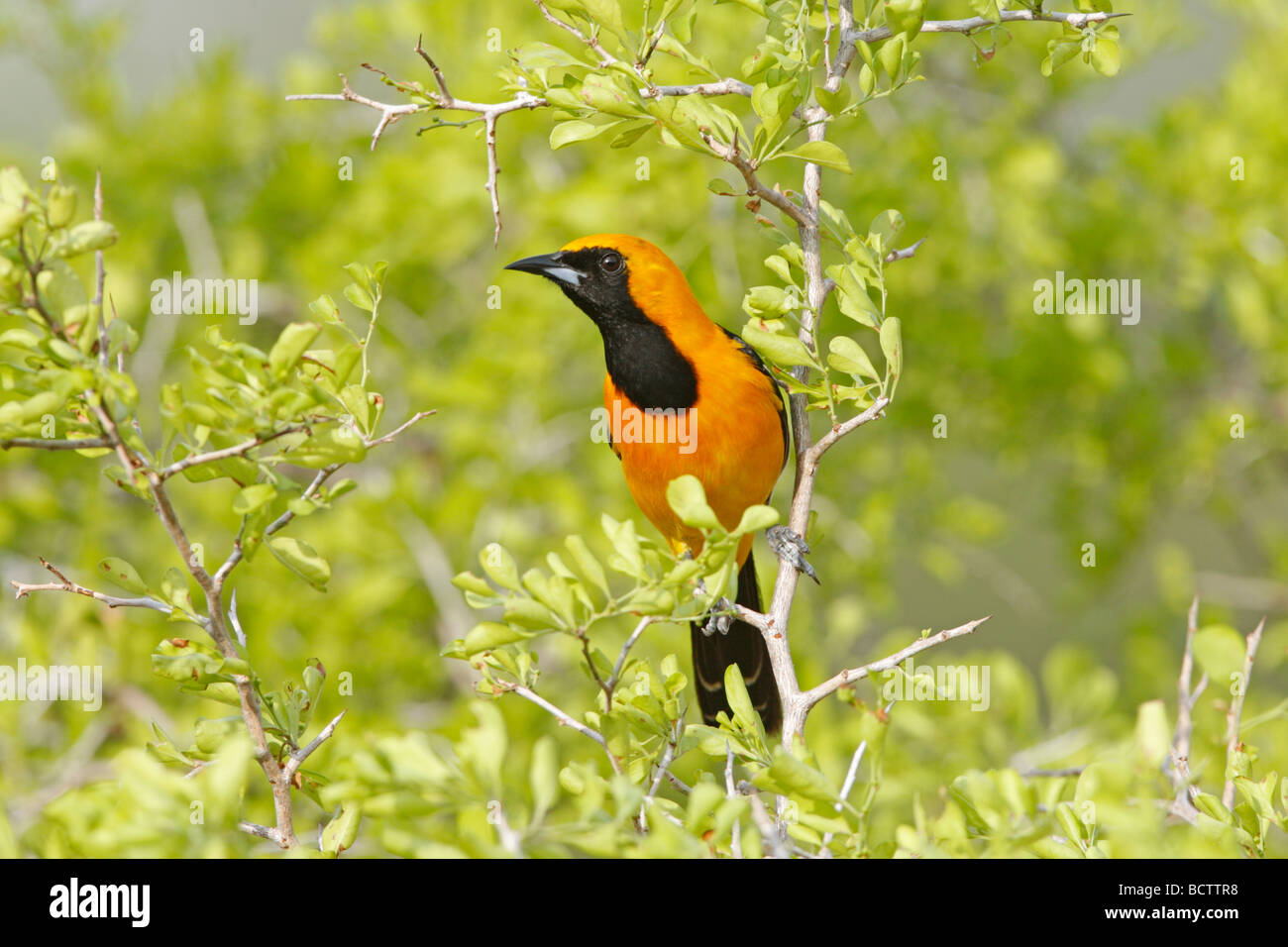 Hooded oriole at hi-res stock photography and images - Alamy