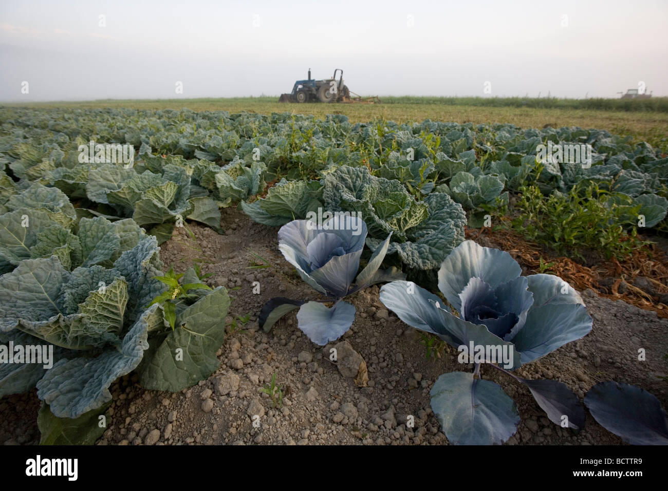 Field of Cabbage and Kale at Full Circle Farm, Carnation, Washington ...
