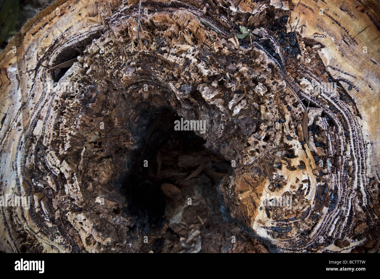 Burnt stump hi-res stock photography and images - Alamy