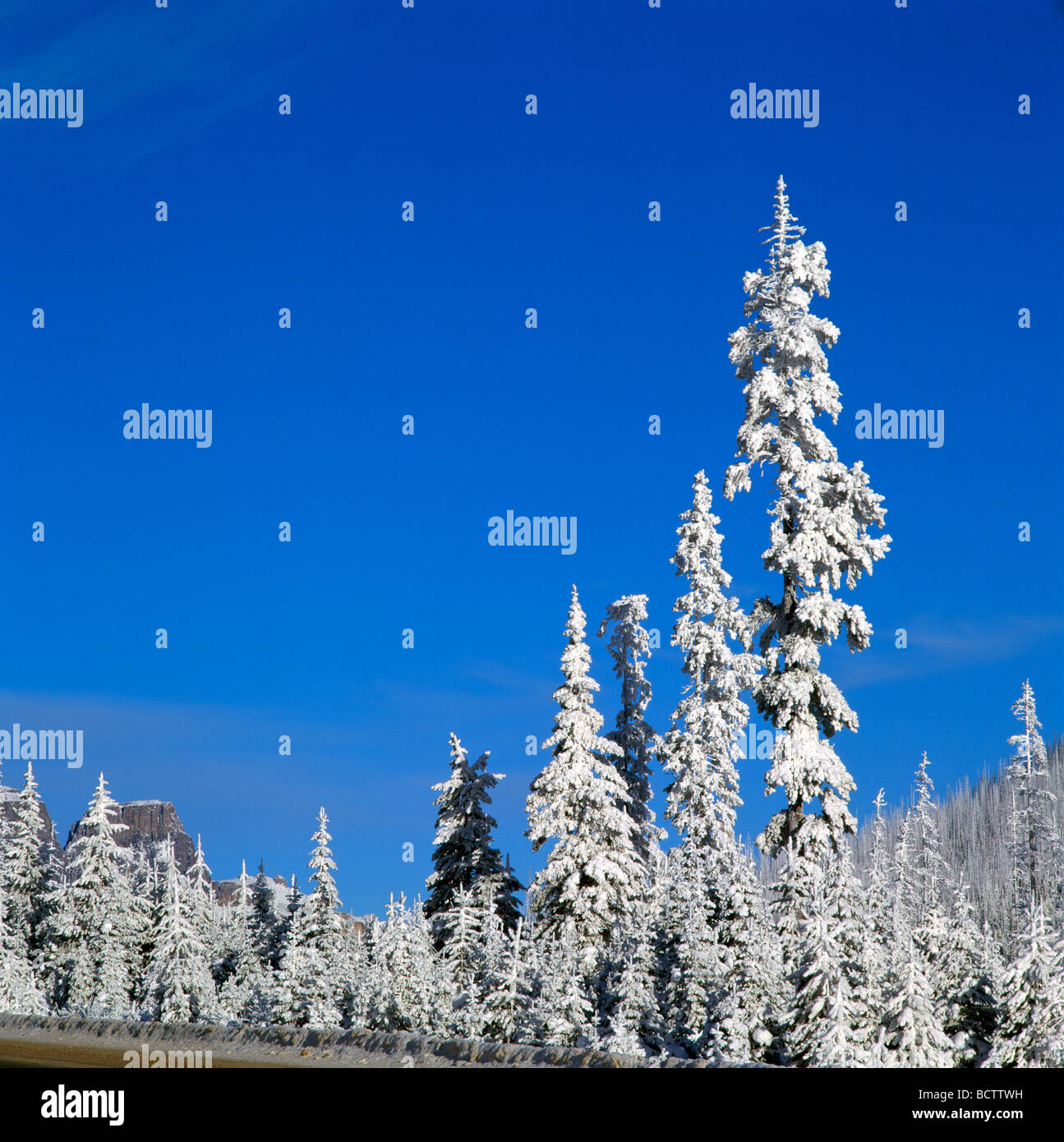 Snow Covered Frosted Trees in Winter in Kootenay National Park in the ...