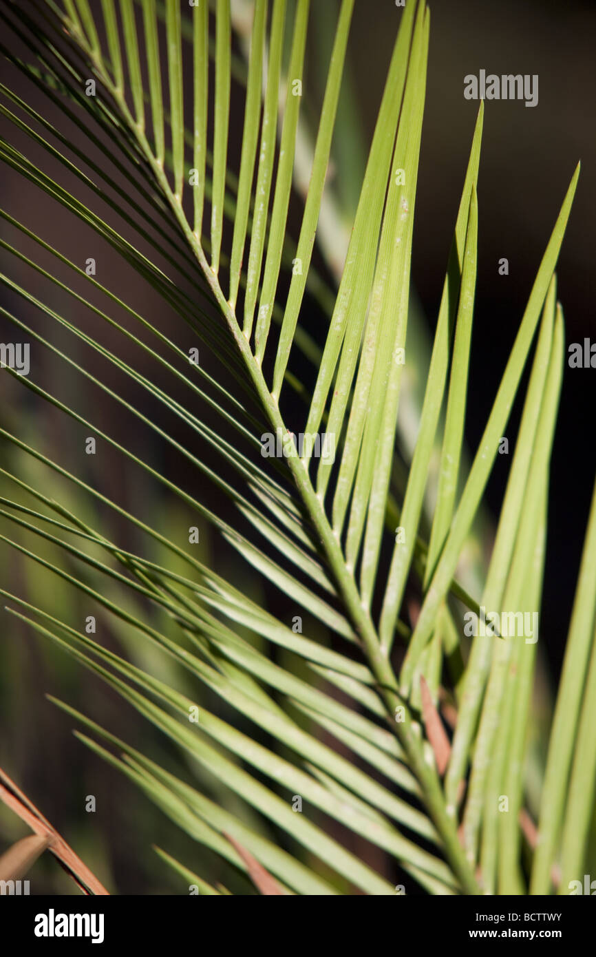 Fan fern hi-res stock photography and images - Alamy