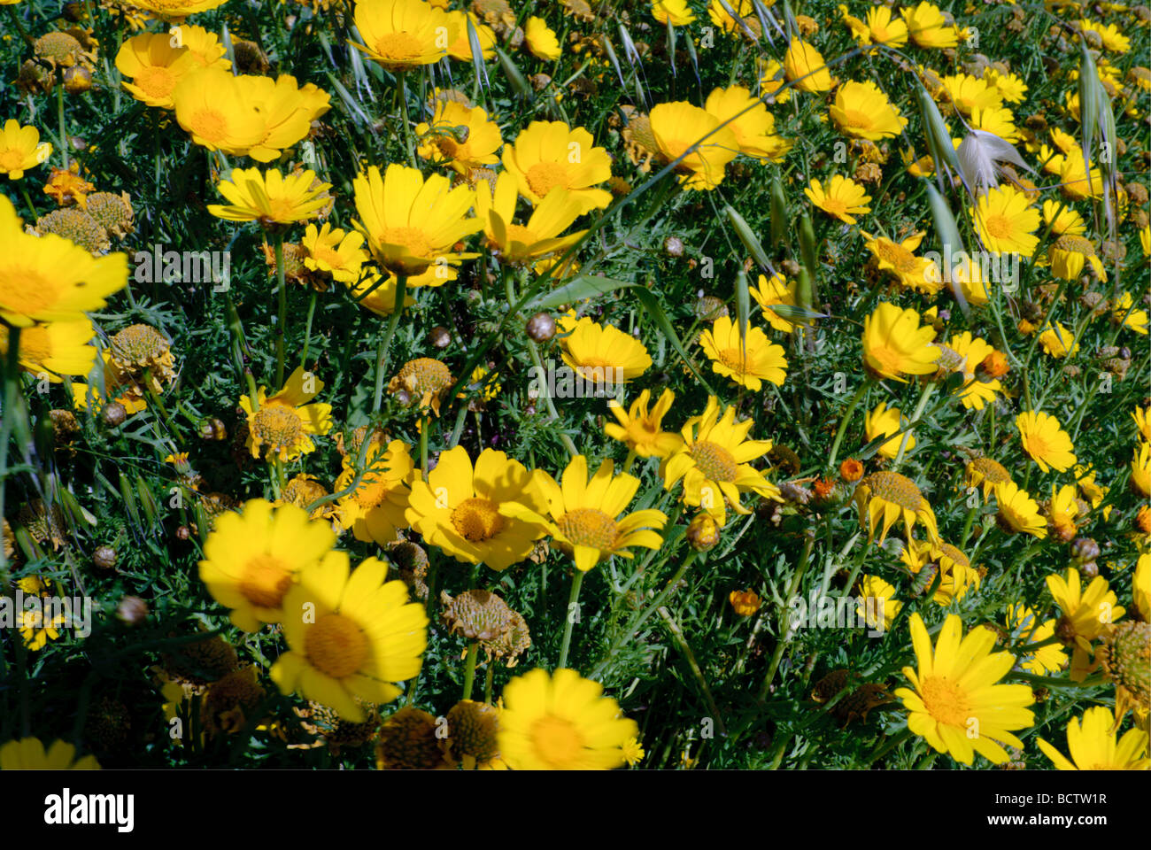 Yellow flowering meadow, Pafos, Cyprus Stock Photo - Alamy