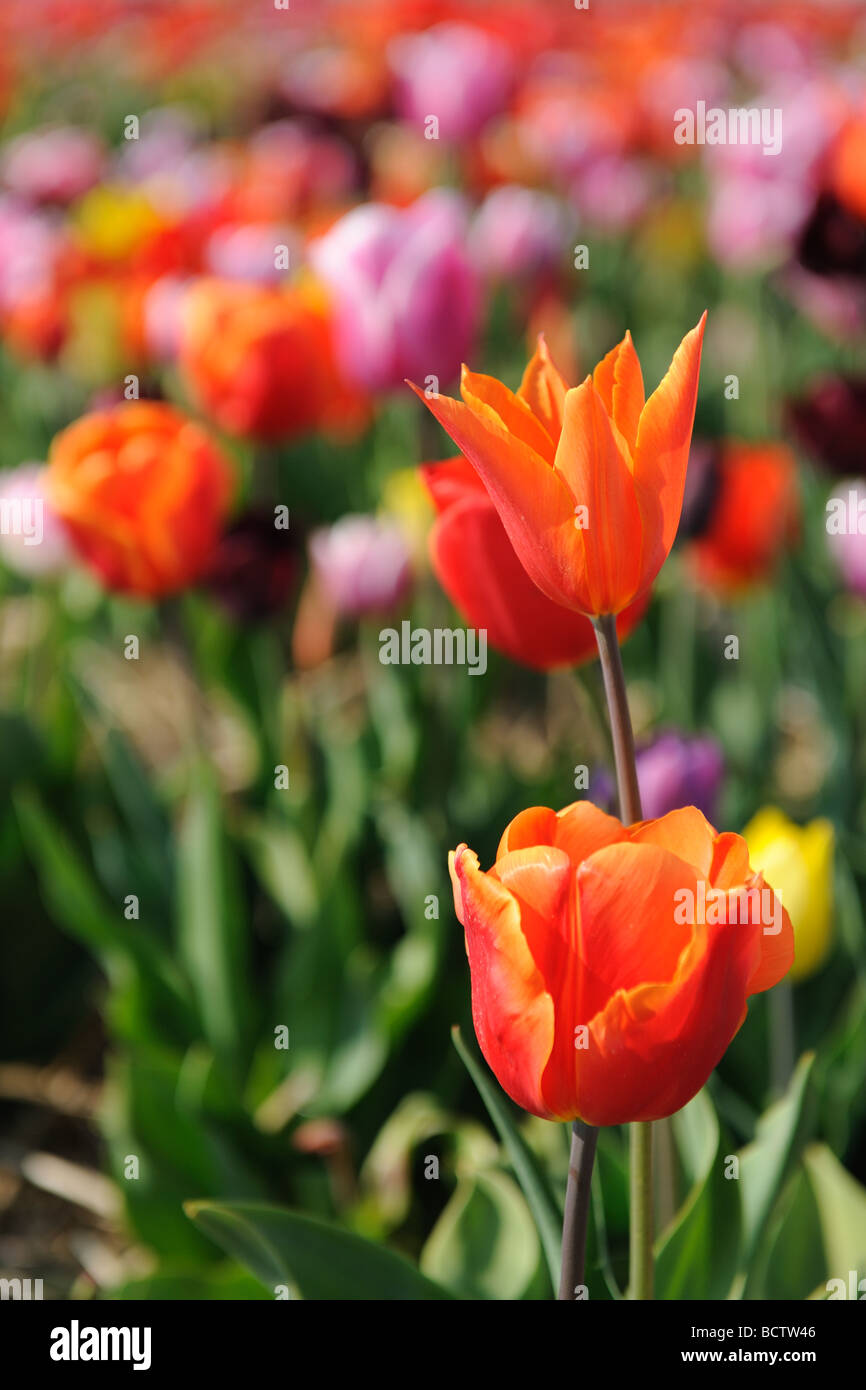 colorful tulips as typical agriculture in Holland Stock Photo - Alamy