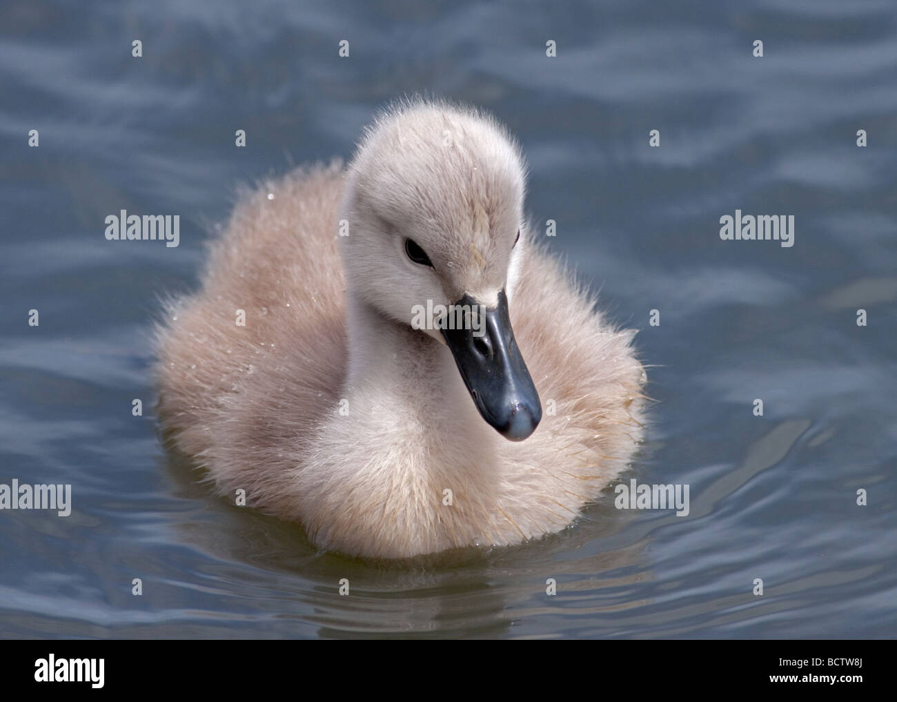 Mute Swan Cygnet (cygnus olor) swimming Stock Photo - Alamy
