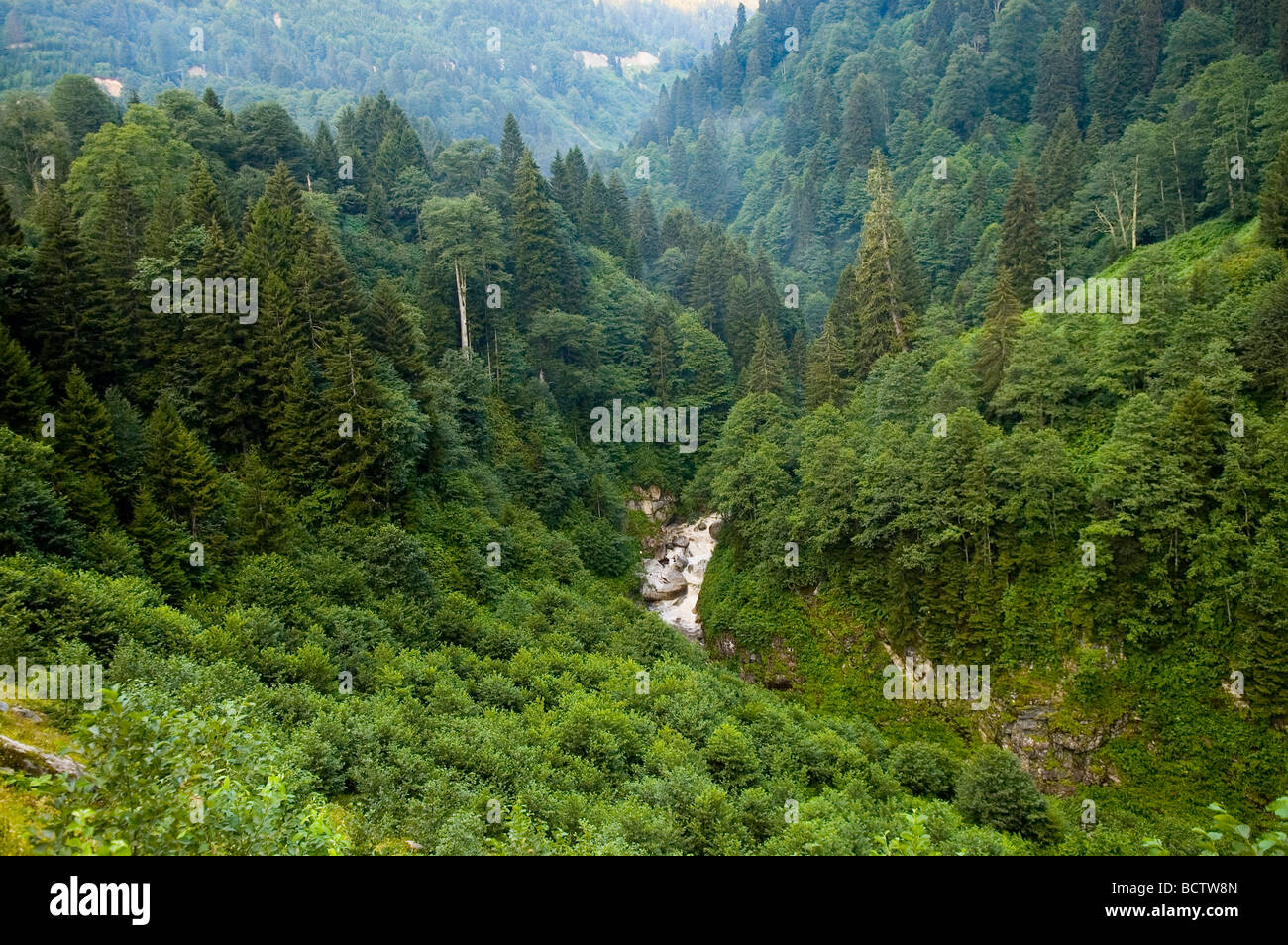 The forest in the Kachkar park in east Turkey Stock Photo - Alamy