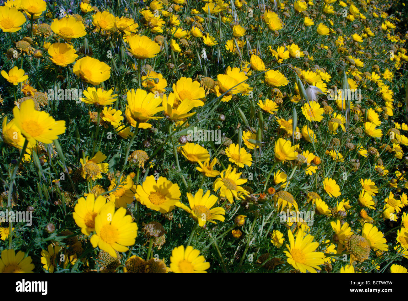 Yellow flowering meadow, Pafos, Cyprus Stock Photo - Alamy
