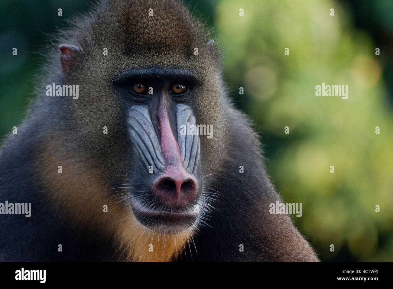Mandrill monkey hi-res stock photography and images - Alamy