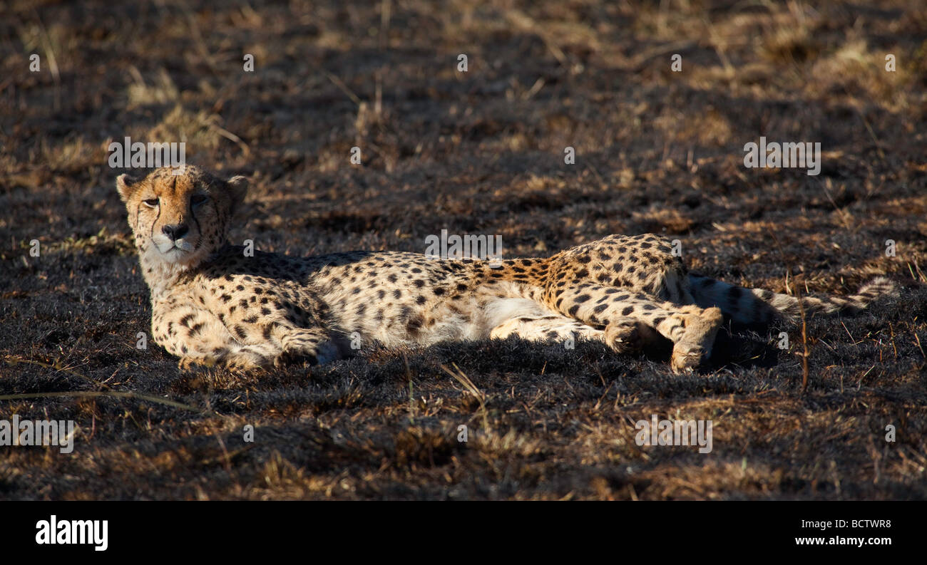 Cheetah laying down hi-res stock photography and images - Alamy