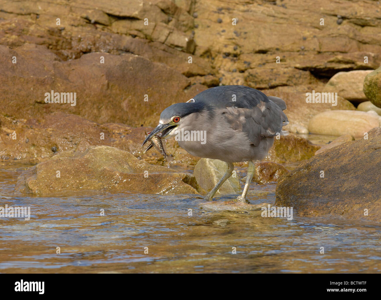 Black crowned Night Heron catching Fish Stock Photo - Alamy