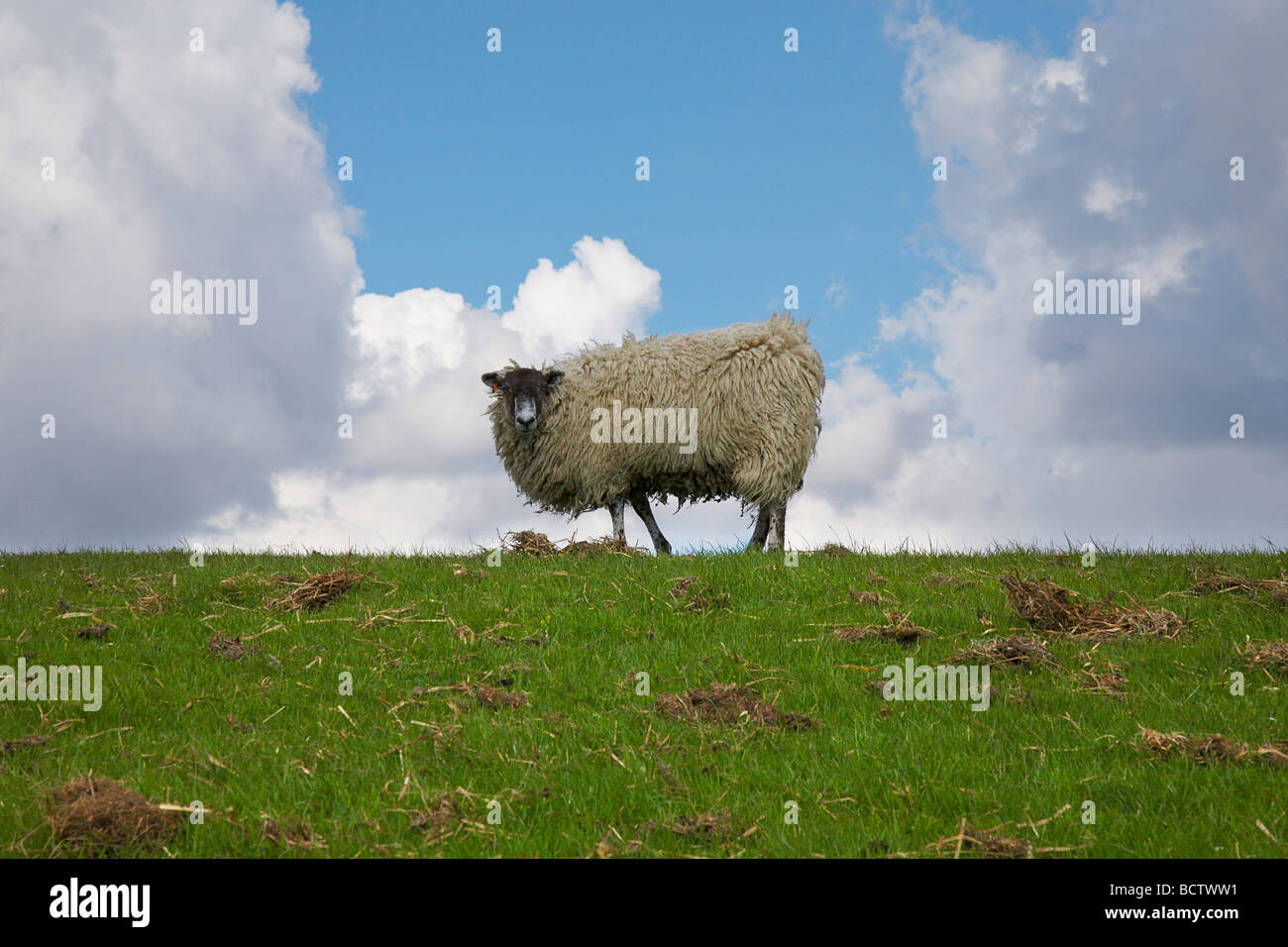 Single sheep on horizon Stock Photo - Alamy