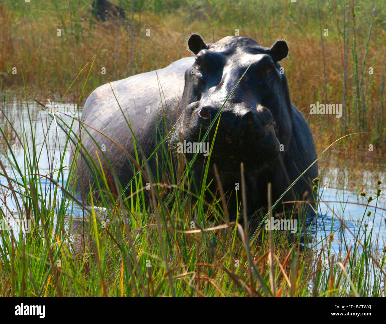 Hippopotamus (Hippopotamus amphibius) in marsh, Kwando River, Namibia ...