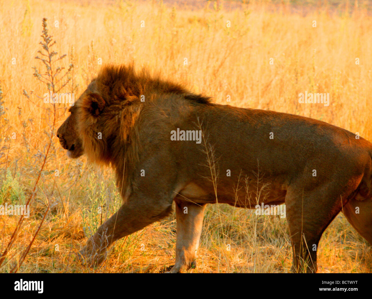 Male lion walking side view hi-res stock photography and images - Alamy