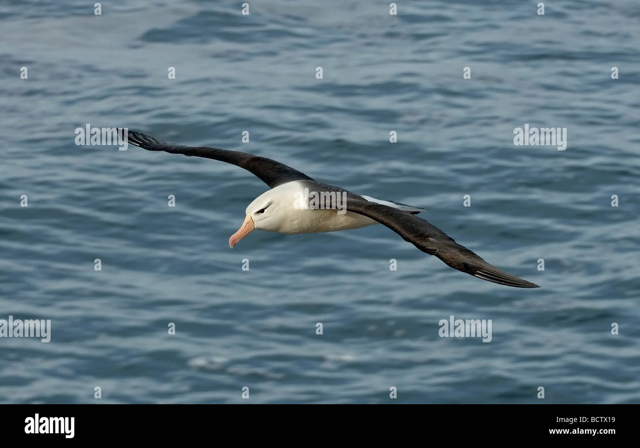 Black browed Albatross in flight with the sea behind Stock Photo - Alamy