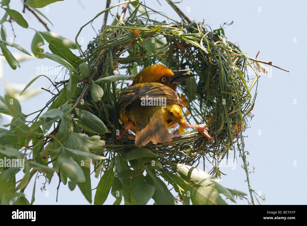 Finch building a bird nest in a tree hi-res stock photography and ...