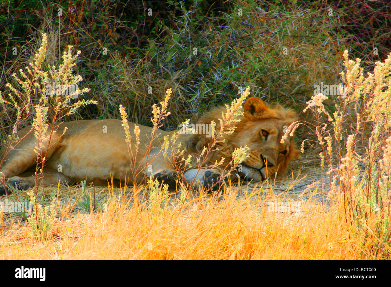Thorn Forest High Resolution Stock Photography and Images - Alamy