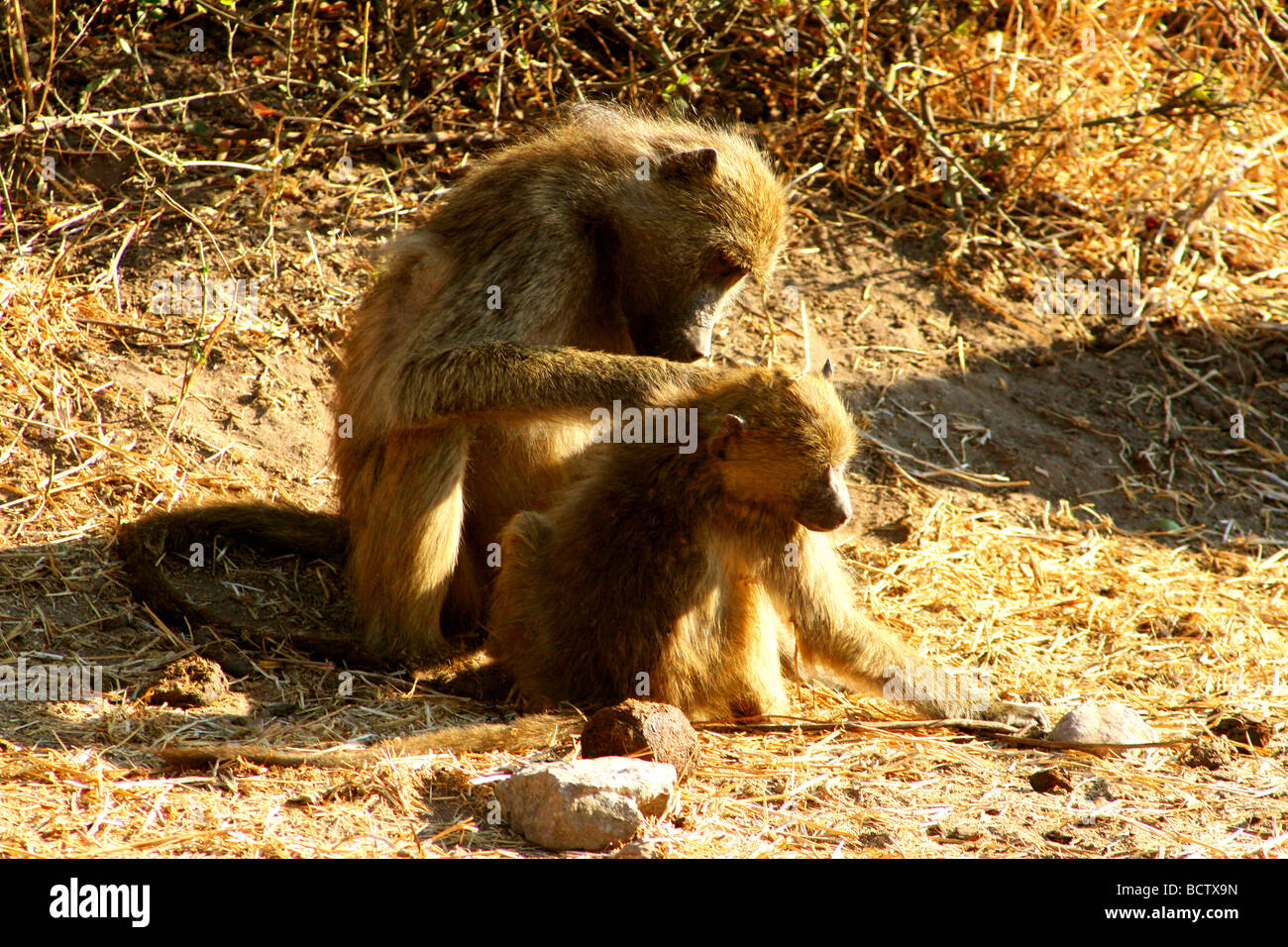 Urban baboon hi-res stock photography and images - Alamy