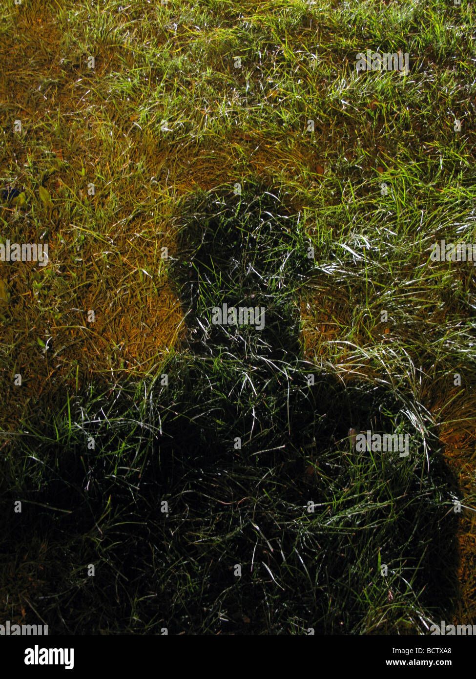 shadow of man in field at night Stock Photo - Alamy