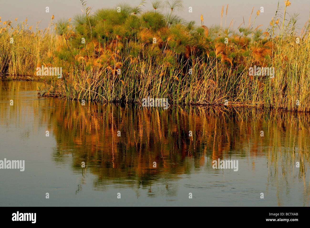 River outdoors papyrus hi-res stock photography and images - Alamy
