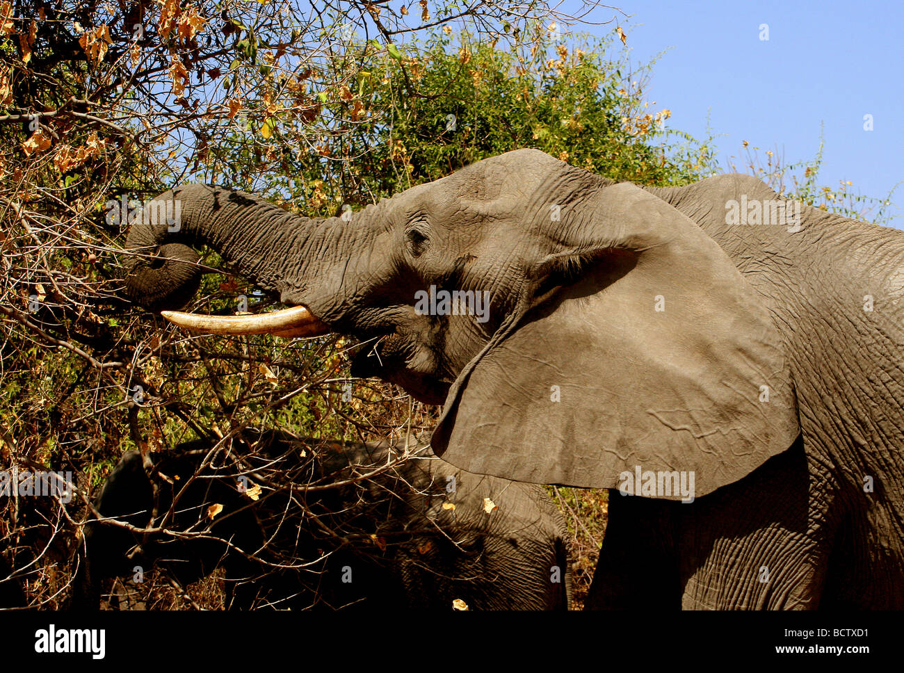 Elephant ear tree hi-res stock photography and images - Alamy